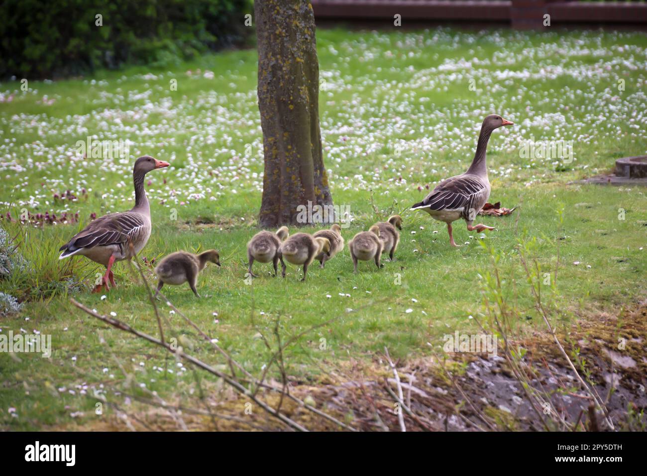 A family of gray goose at a village pond where they make their home ...