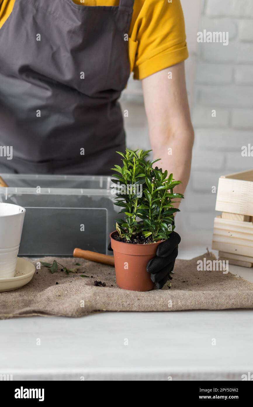 Female gardener houseplant hi-res stock photography and images - Alamy