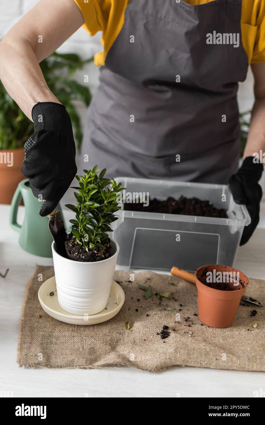 Close-up spring houseplant care, repotting houseplants. Waking up ...