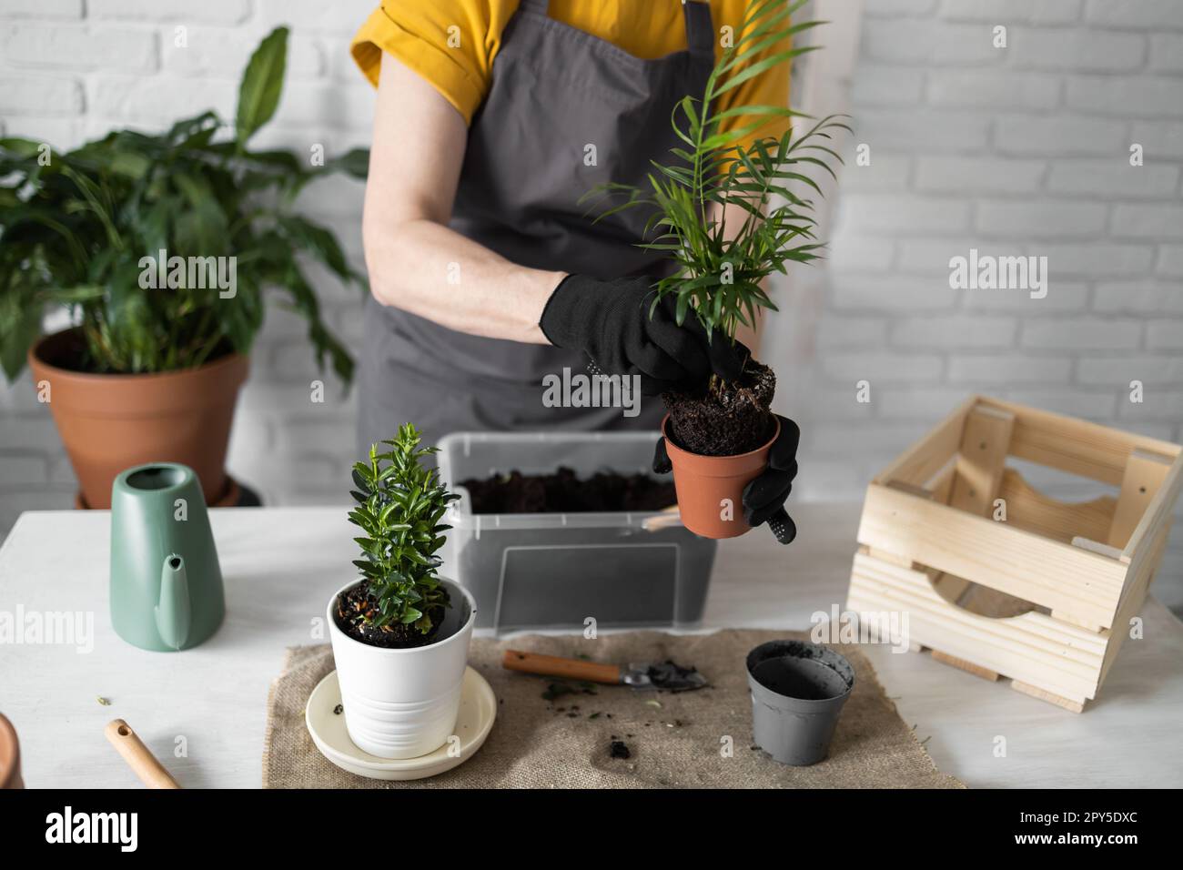 Close-up spring houseplant care, repotting houseplants. Waking up ...