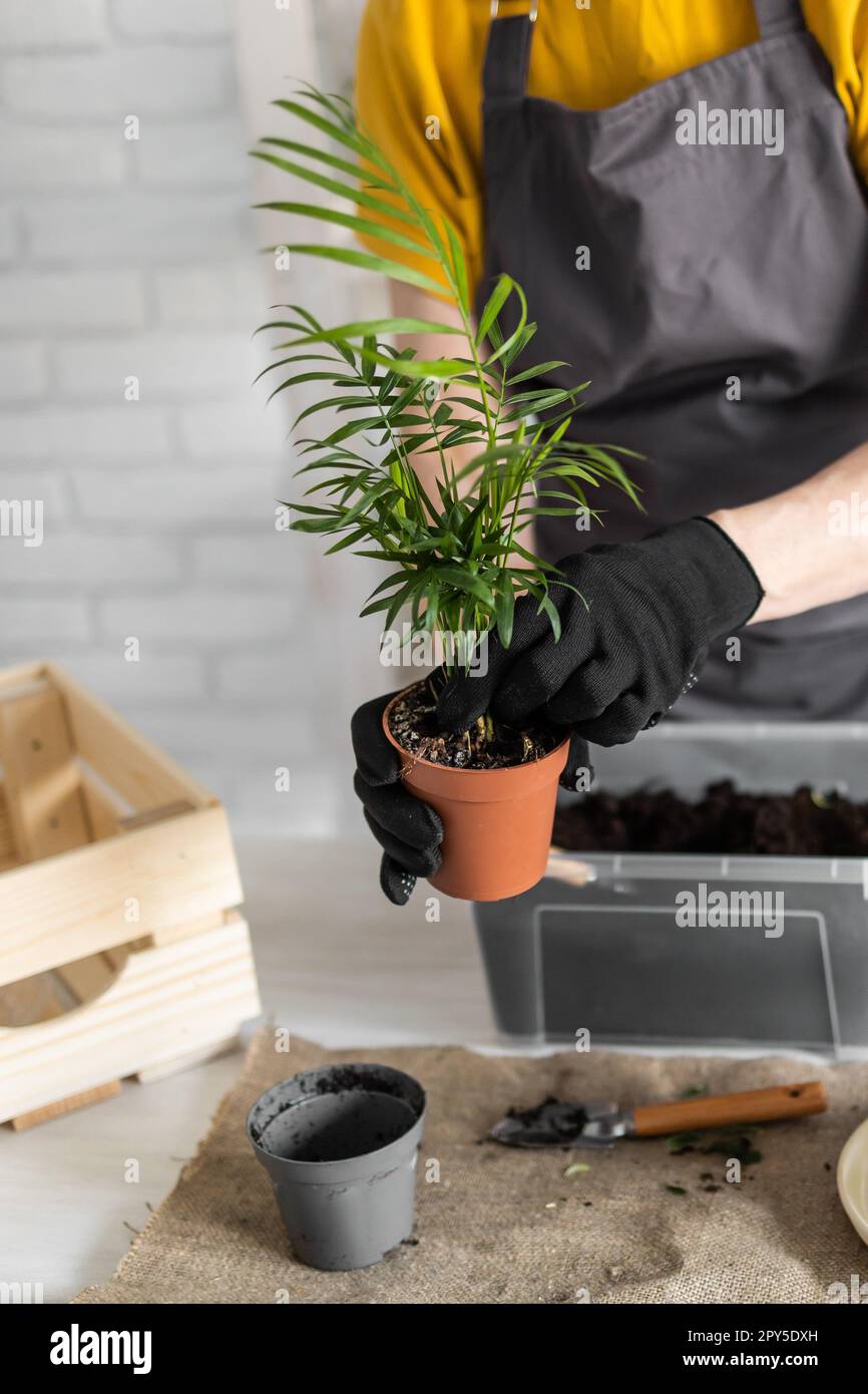 Close-up spring houseplant care, repotting houseplants. Waking up ...