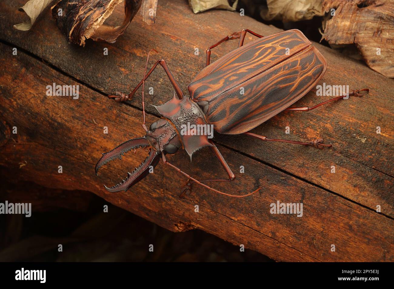 Lergest beetle hi-res stock photography and images - Alamy