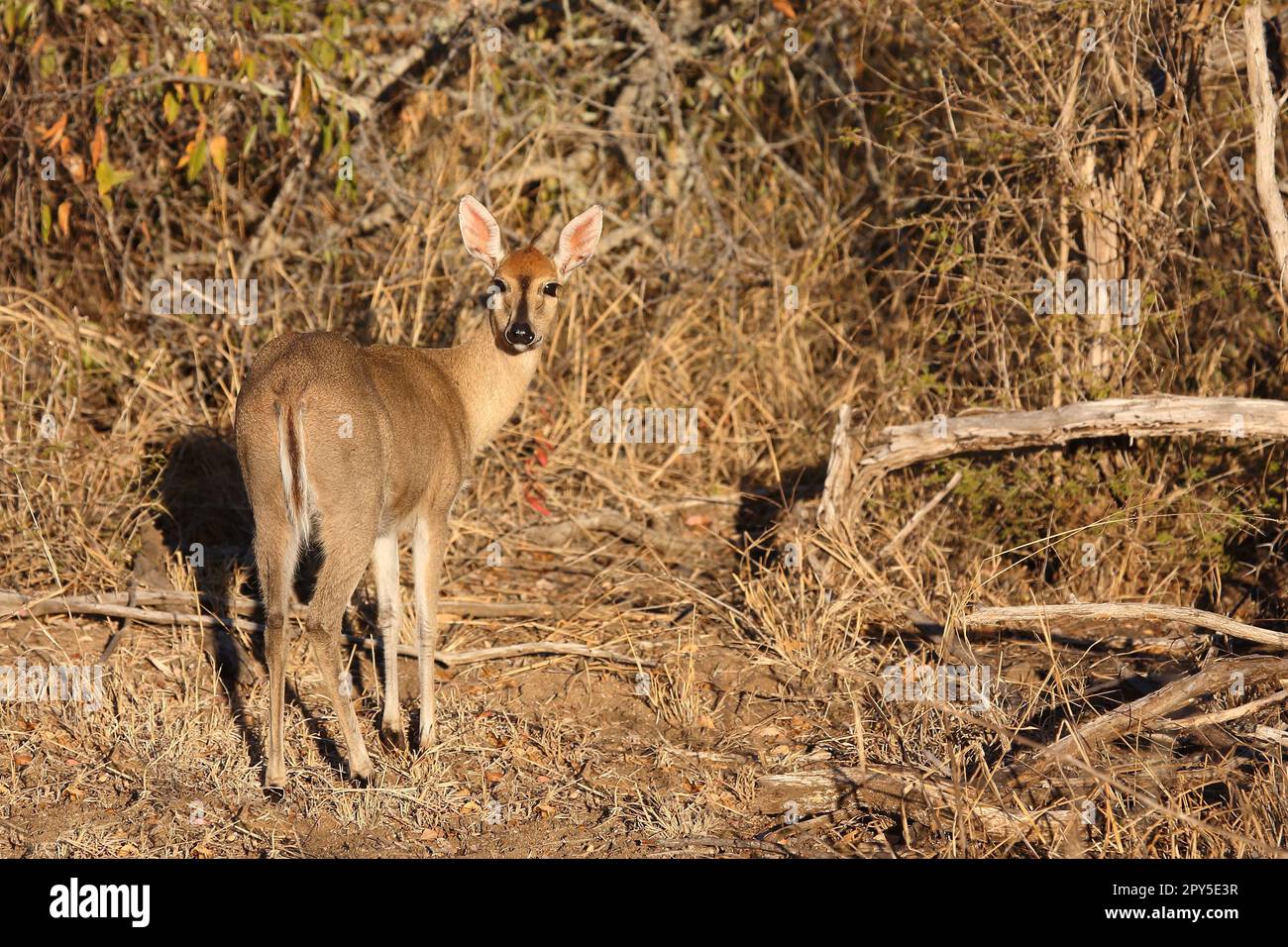 Kronenducker / Common duiker / Sylvicapra grimmia Stock Photo - Alamy