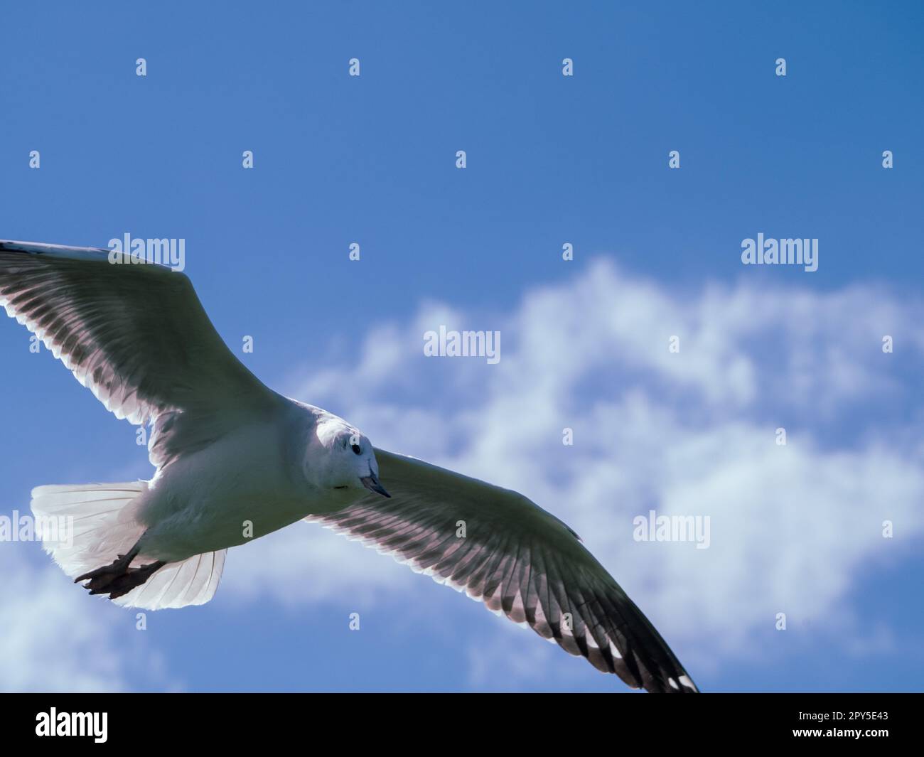 Australian Silver Gull seagull flying in the blue sky, head twisted ...
