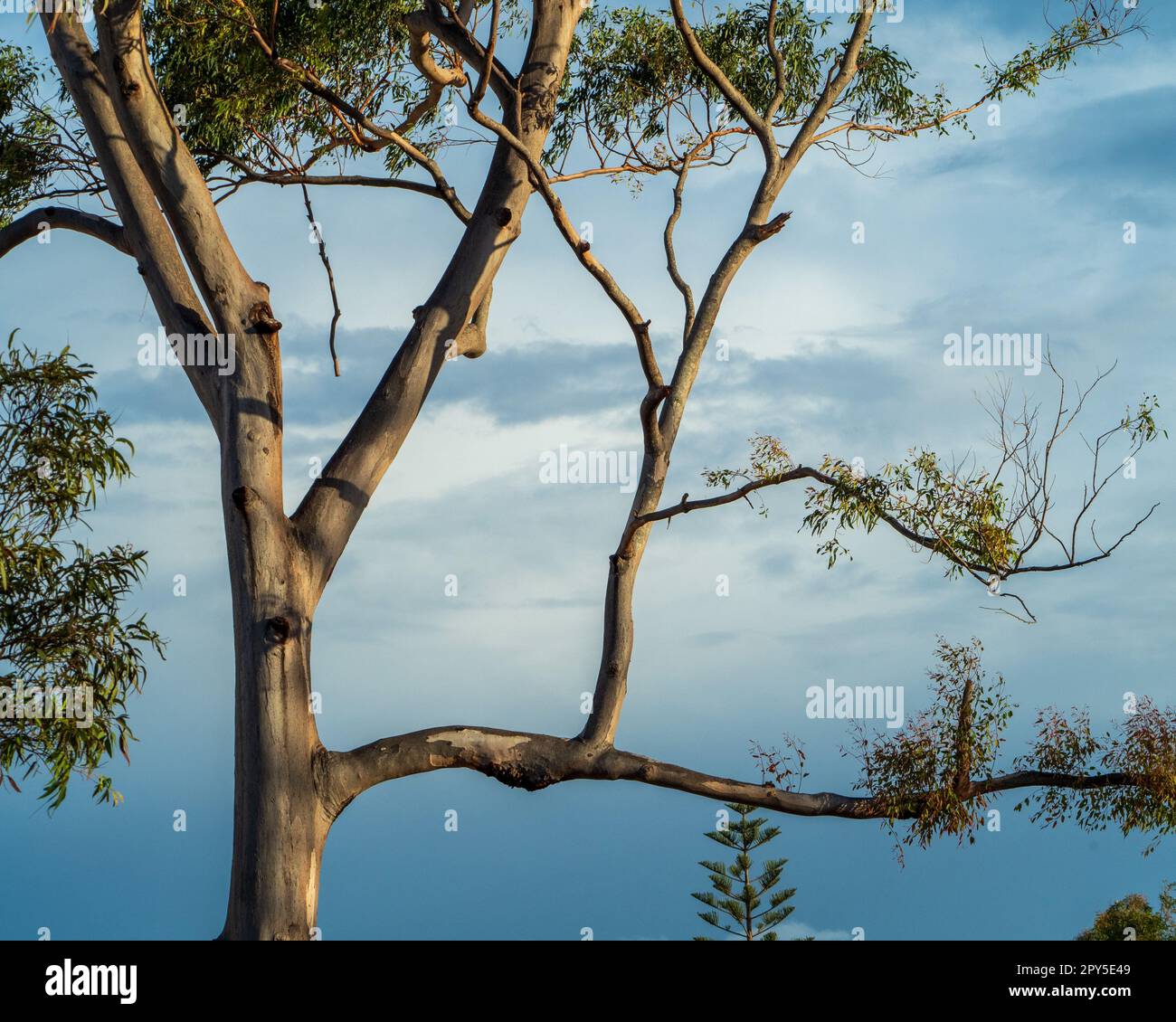 Gorgeous Eucalyptus Gum Tree, strong trunk and branches against a blue ...