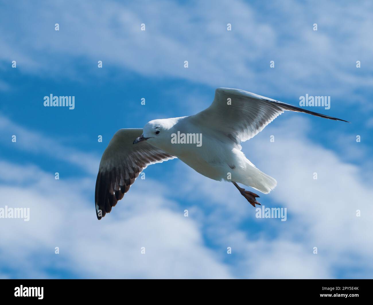 Seagull flapping wings soaring in hi-res stock photography and images ...