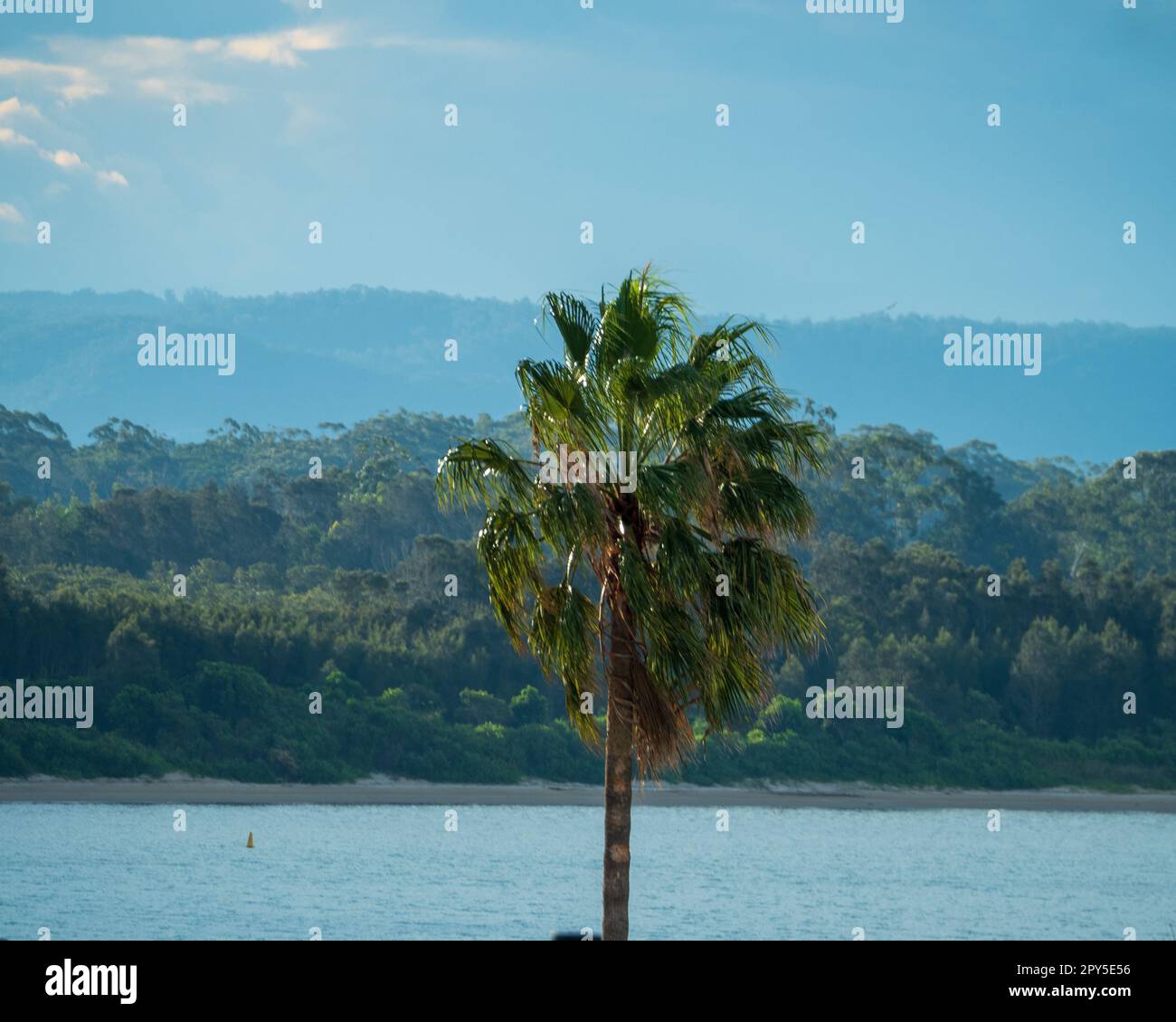 A Palm tree in front of a beach, ocean water, trees and hills ...
