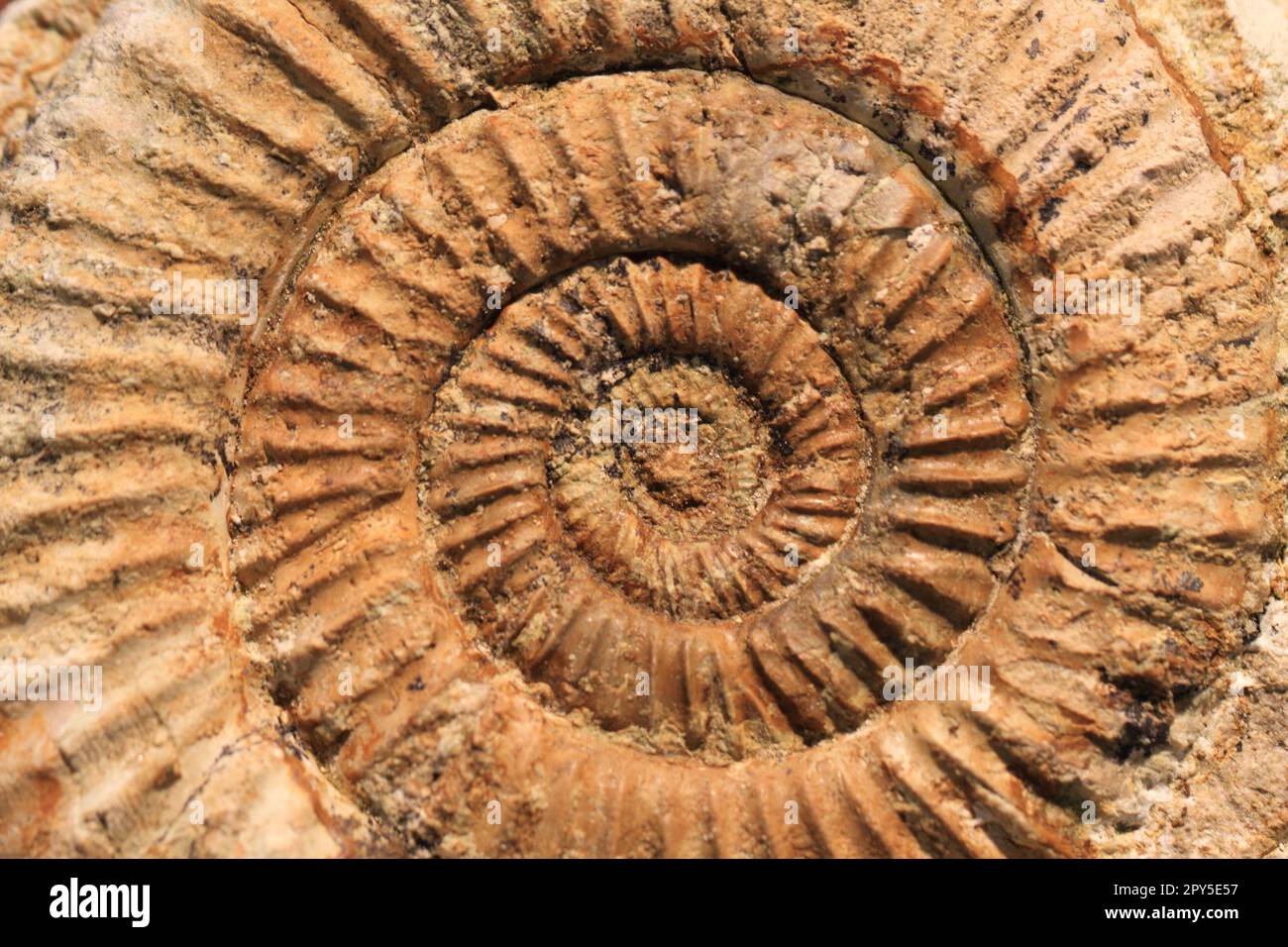 ammonite fossil texture as nice geology background Stock Photo - Alamy