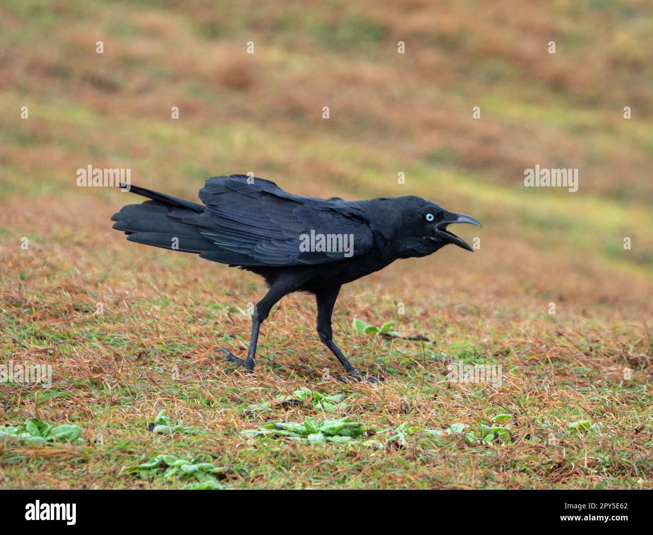 A black Crow, Australian Raven, beak open cawing loudly, angry looking ...