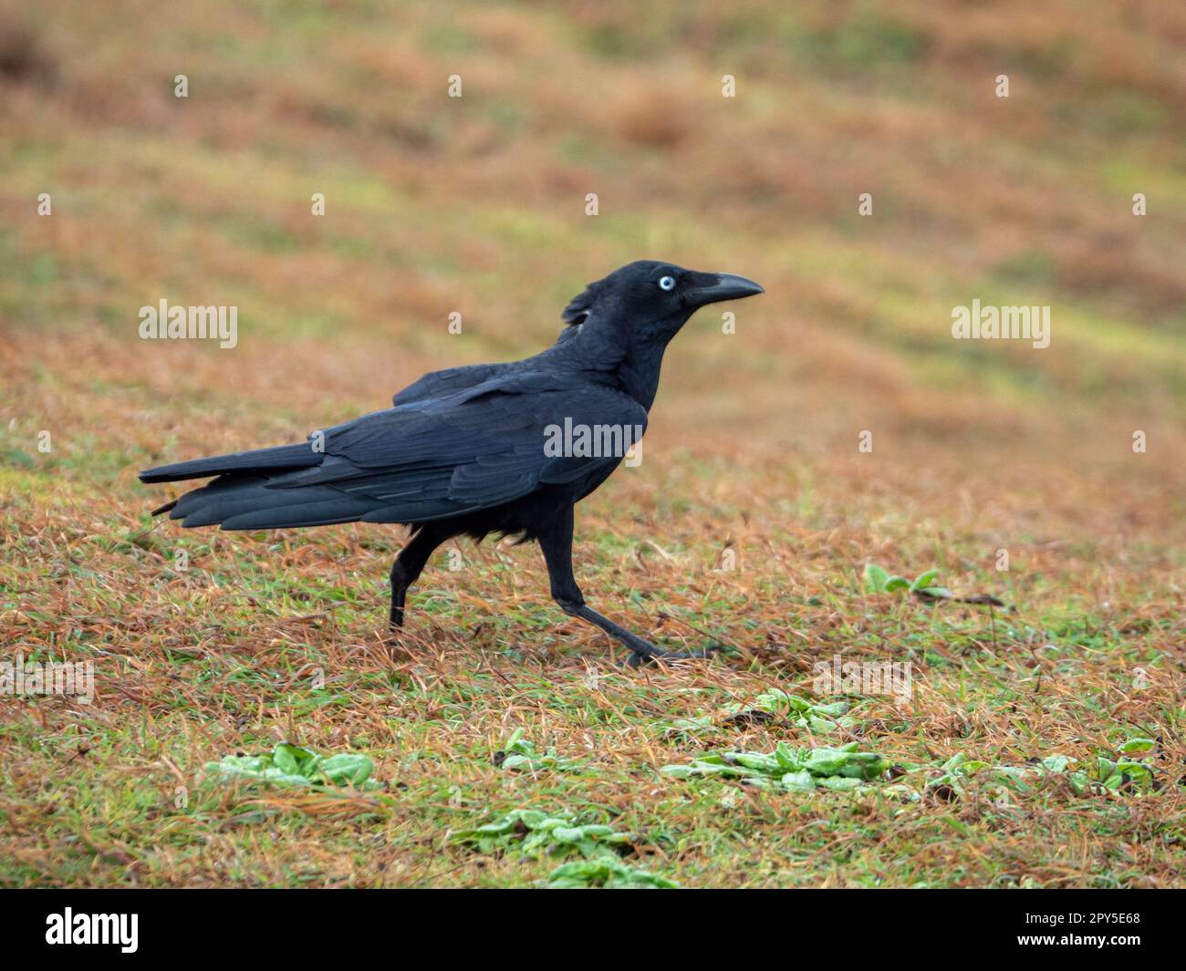 Slightly ruffled hi-res stock photography and images - Alamy