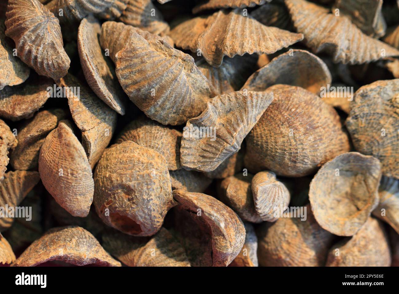 shell fossils collection as nice natural background Stock Photo - Alamy