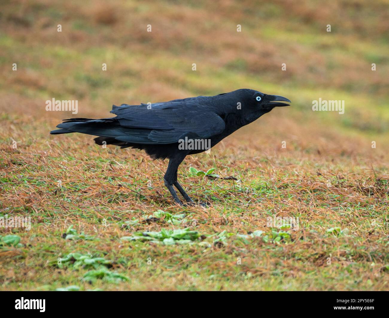 A black Crow, Australian Raven, beak open cawing loudly, Australia ...
