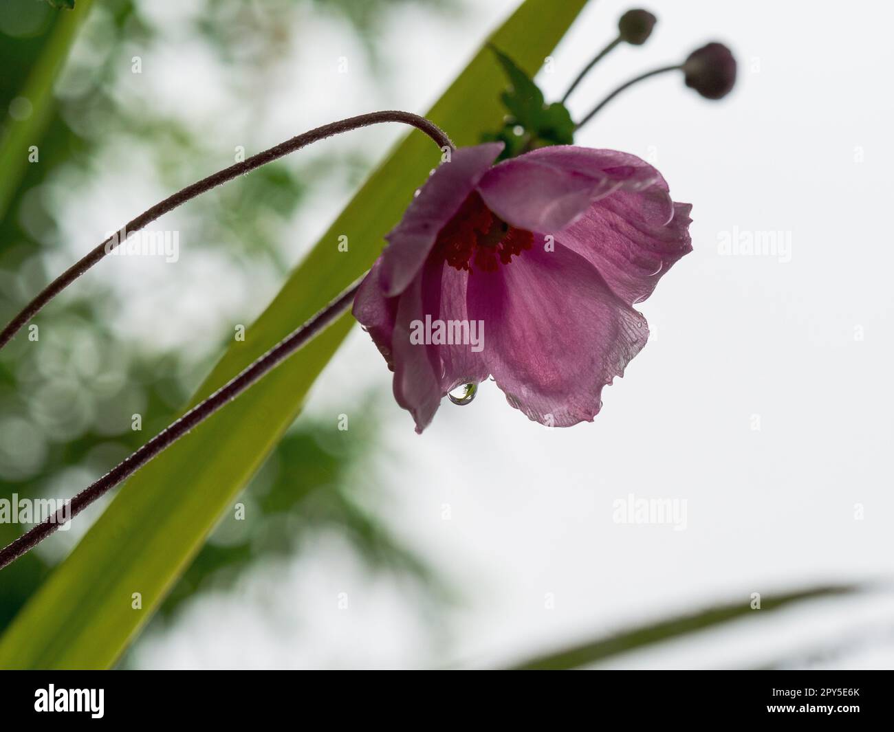 Pink Japanese Windflower , in bloom and weighed down by water droplets ...