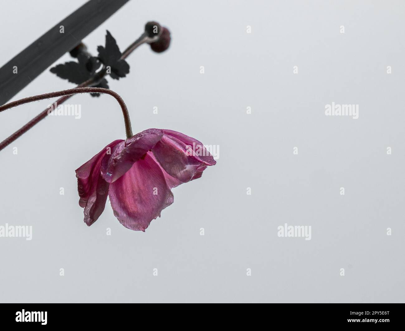 Pink Japanese Windflower , in bloom and weighed down by water droplets ...
