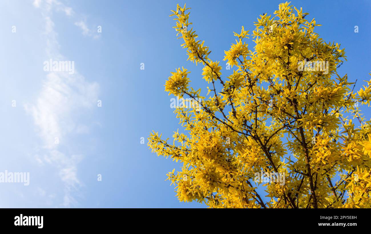 Forsythia Yellow Flowers Blooming against the Blue Sky Background ...