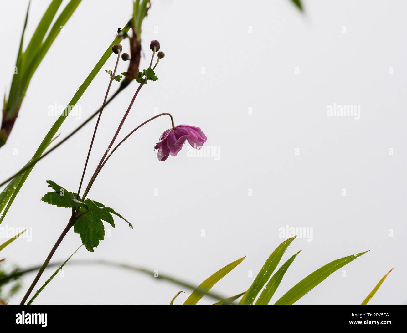 Pink Japanese Windflower , in bloom and weighed down by water droplets ...