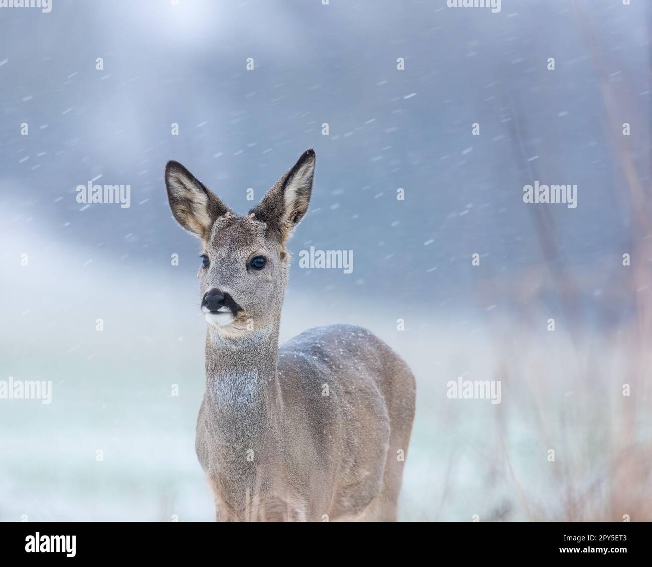 Buck with antlers hi-res stock photography and images - Alamy