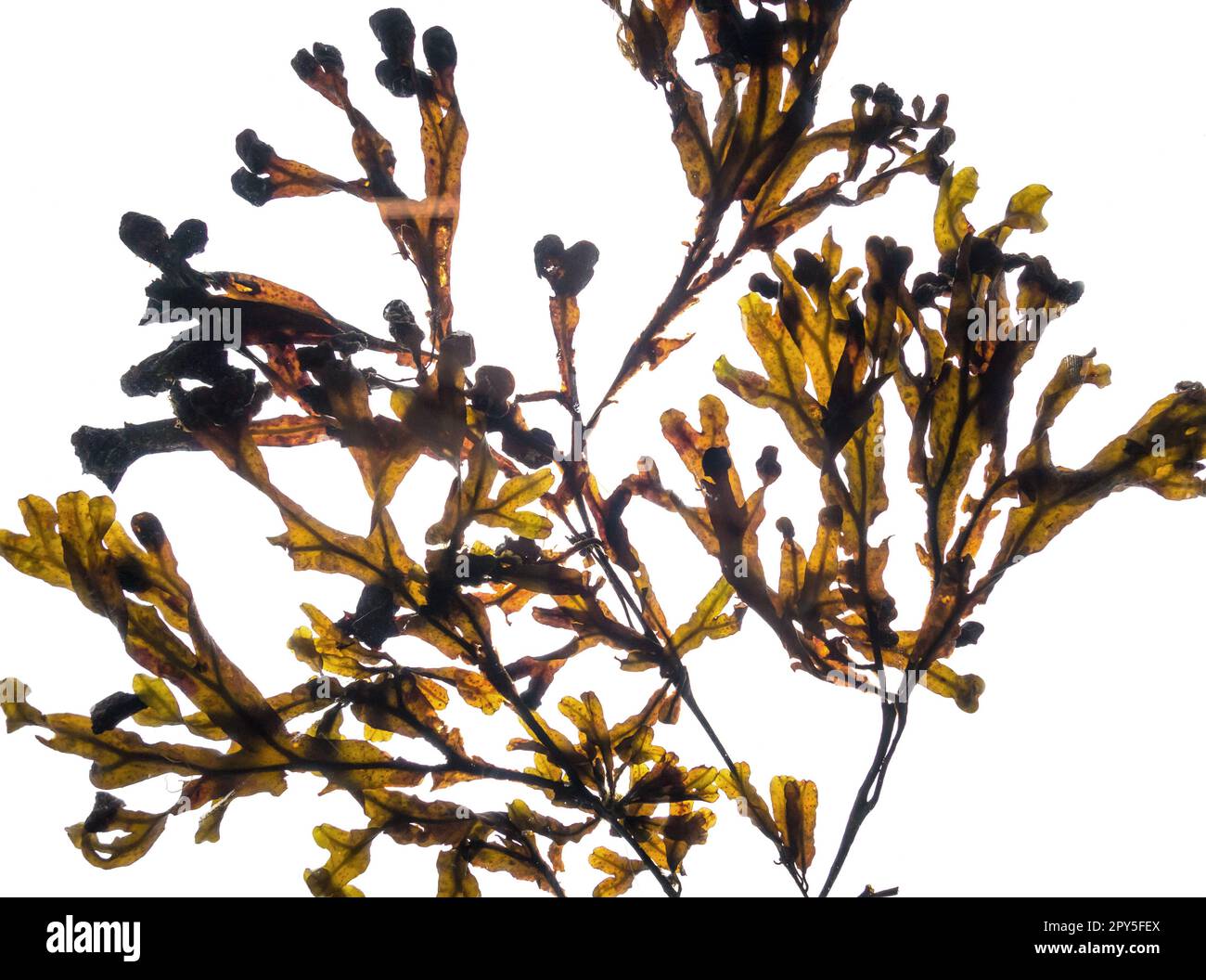 Algae isolated on white. macro view Stock Photo - Alamy