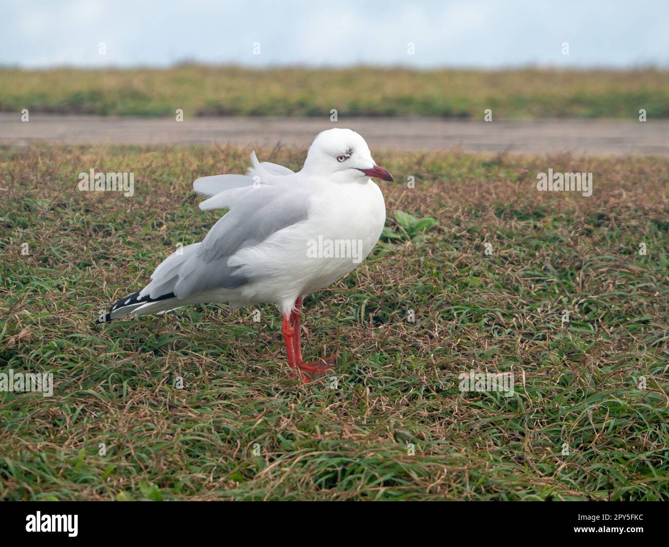 Feathers ruffled by strong wind hi-res stock photography and images - Alamy