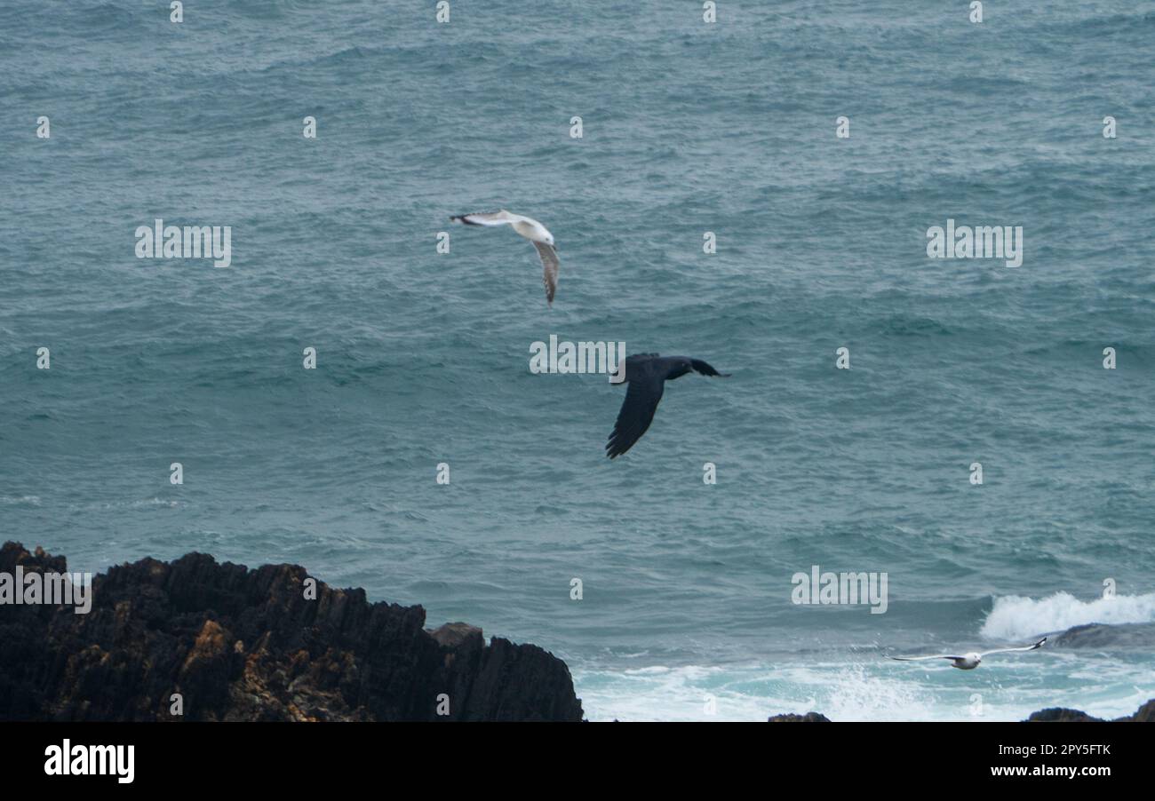 A black feathered Australian Raven or crow, wings spread, in a mid ...