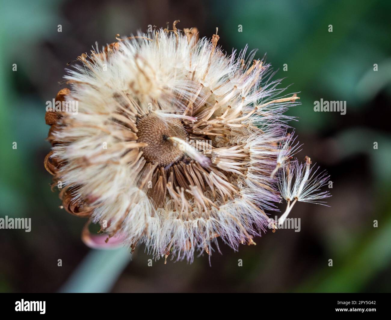 Macro of a Gerbera flower shedding its seed, Tufty pappus with seeds ...