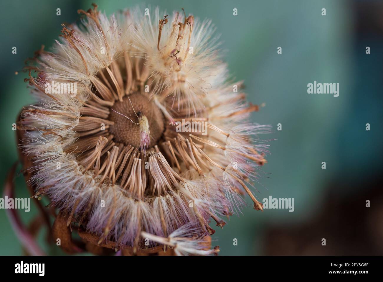 Macro of a Gerbera flower gone to seed, Tufty pappus with seeds ...