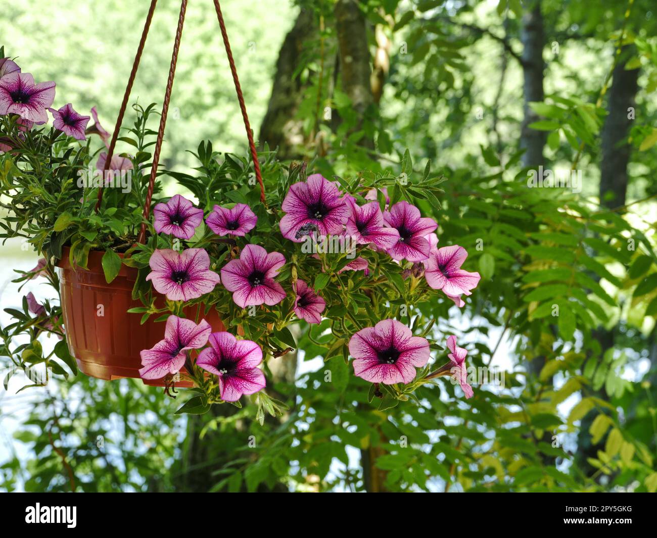big bright petunia flowers surfinia veined Stock Photo - Alamy