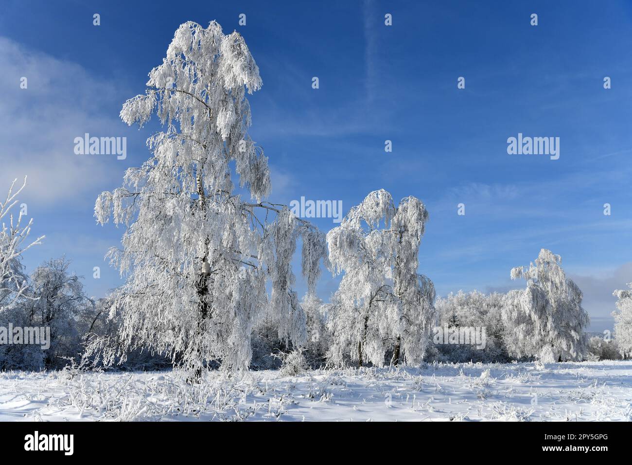 Winter landscape with snowy trees Stock Photo - Alamy
