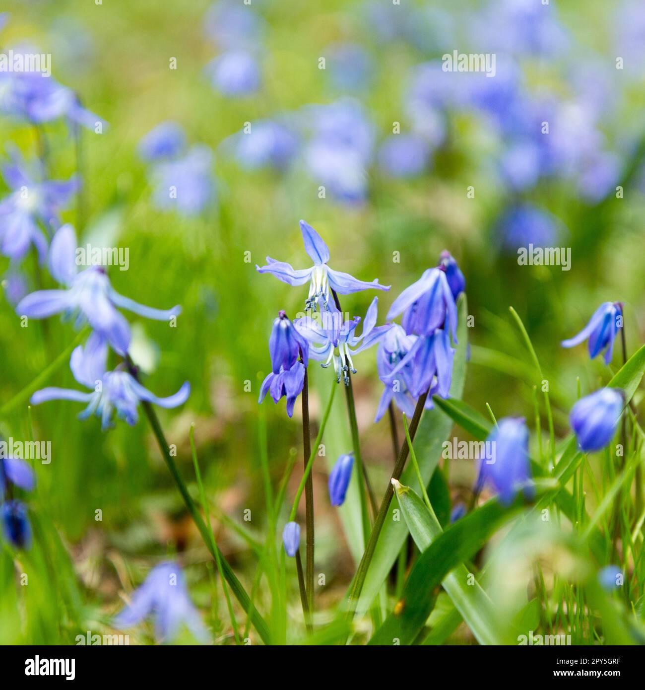 Small blue spring flowers on blur green background Stock Photo - Alamy