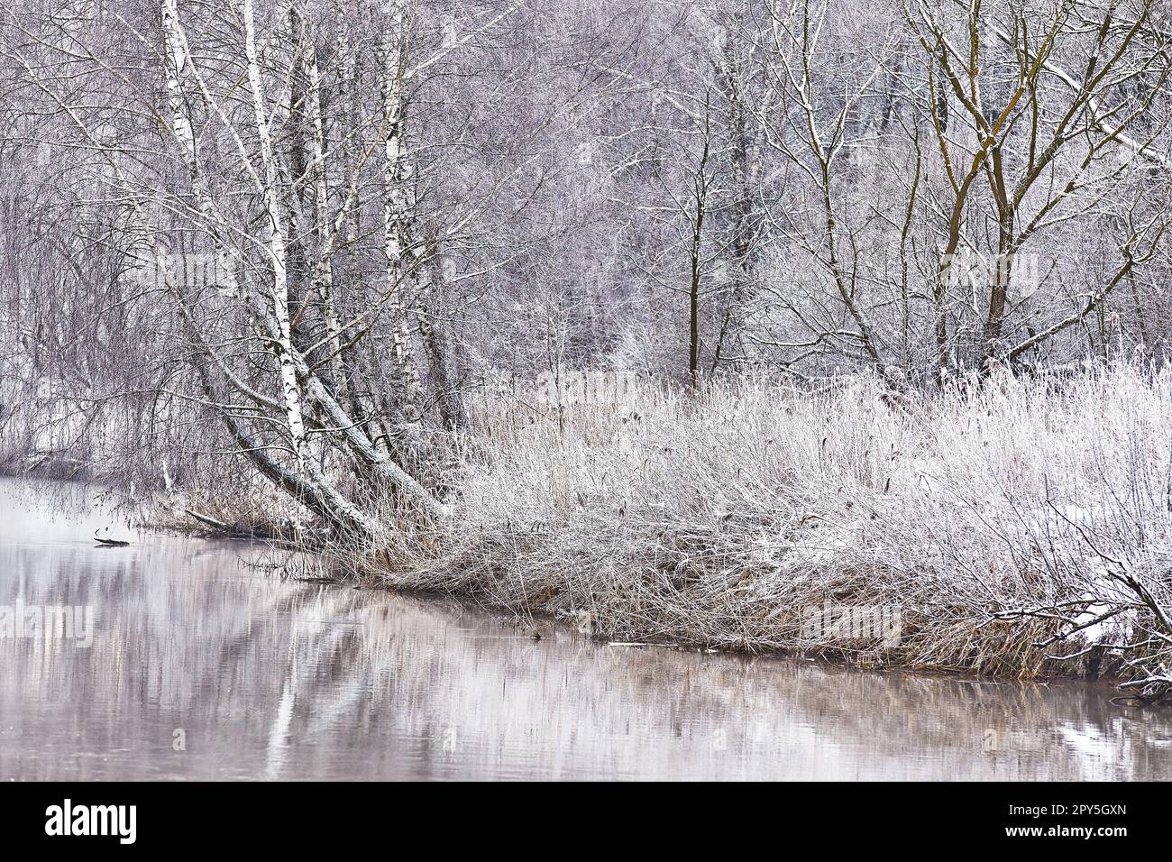 Snow on winter nature park. Cold Weather forest landscape, trees ...