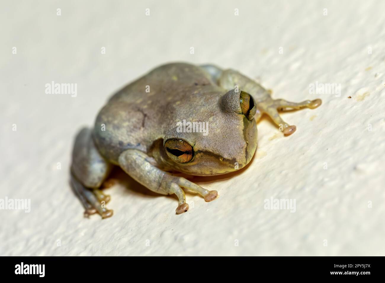 Fauna de africa hi-res stock photography and images - Alamy