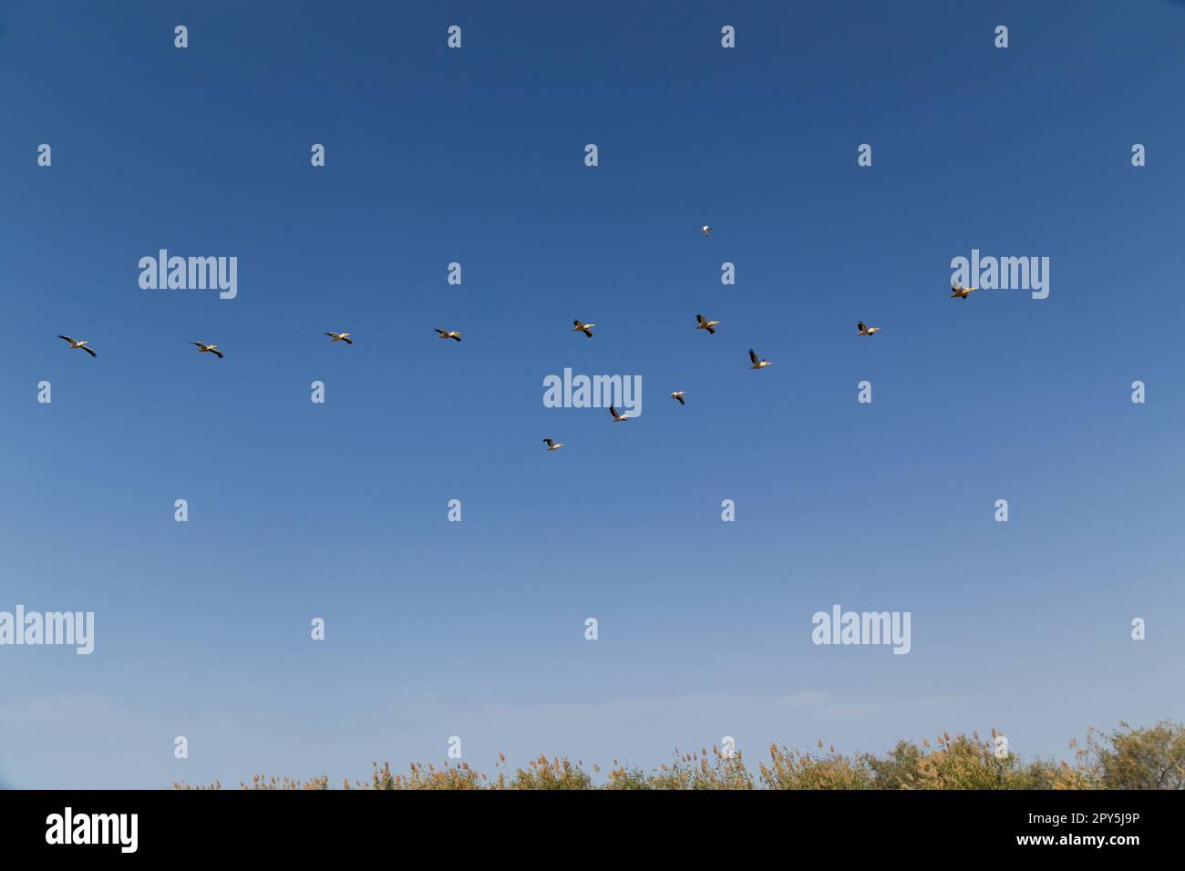 Feathered flock hi-res stock photography and images - Alamy