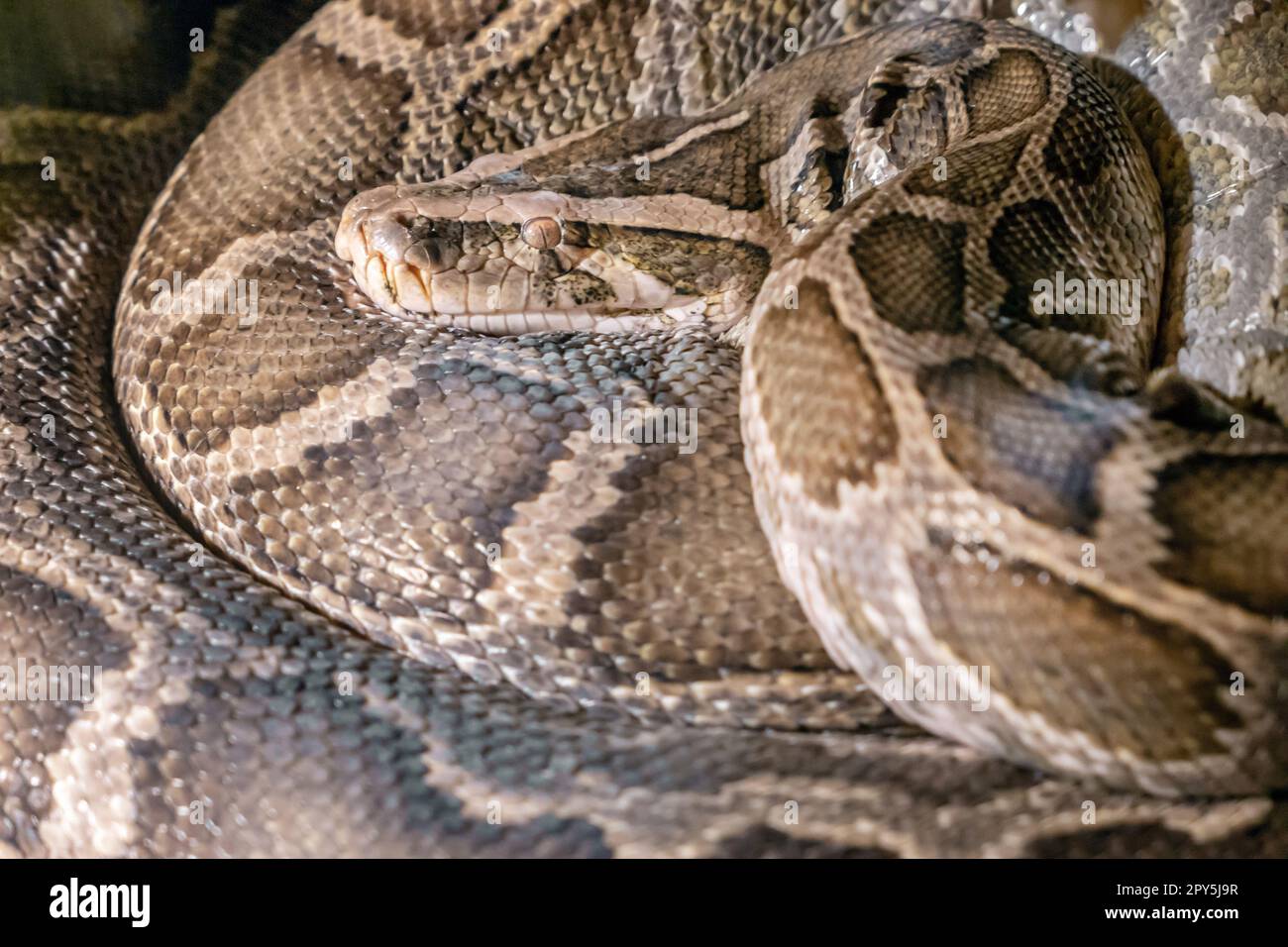 Python nature hi-res stock photography and images - Alamy