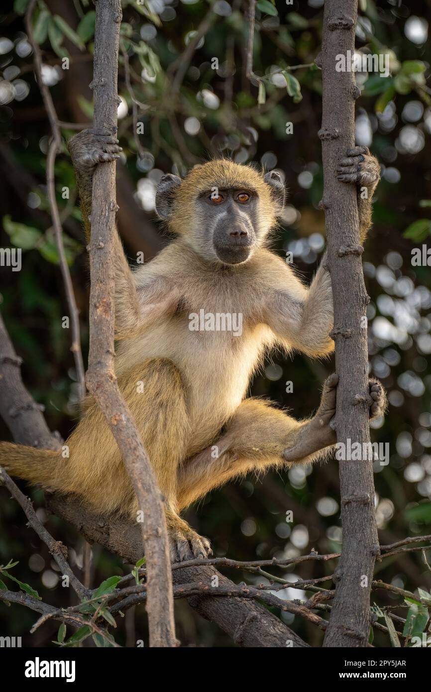 Baboon tree hi-res stock photography and images - Alamy
