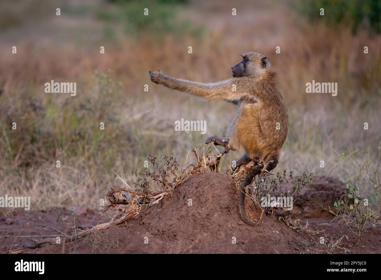 Monkey arm hi-res stock photography and images - Alamy