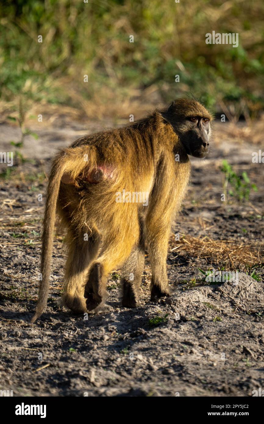 Chacma baboon monkey walking in hi-res stock photography and images - Alamy