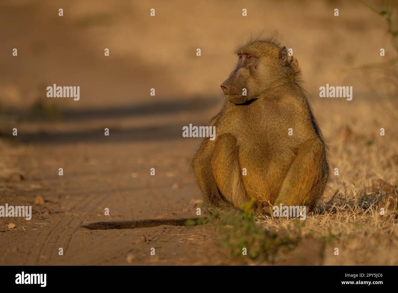 Baboon head hi-res stock photography and images - Alamy