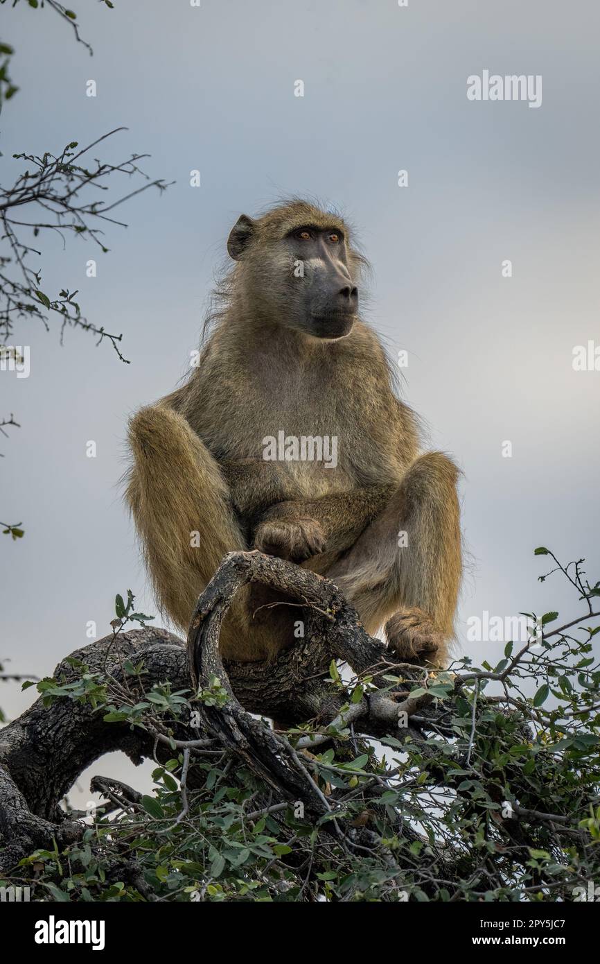 Baboon head hi-res stock photography and images - Alamy