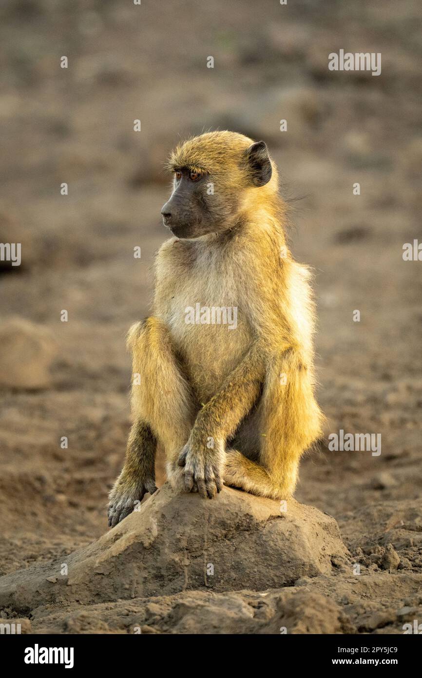 Sits on rock hi-res stock photography and images - Alamy