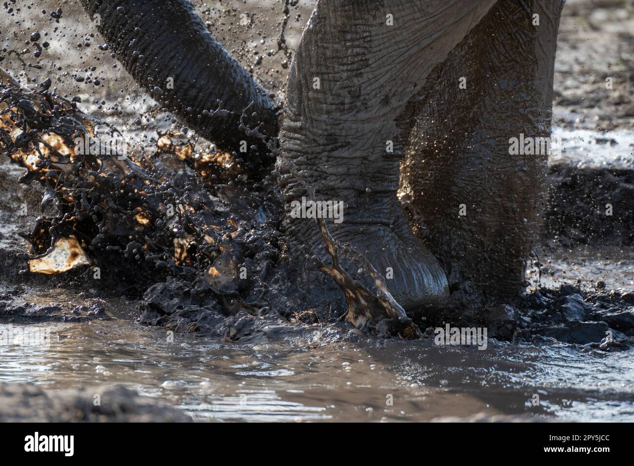 Close-up of African bush elephant splashing mud Stock Photo - Alamy