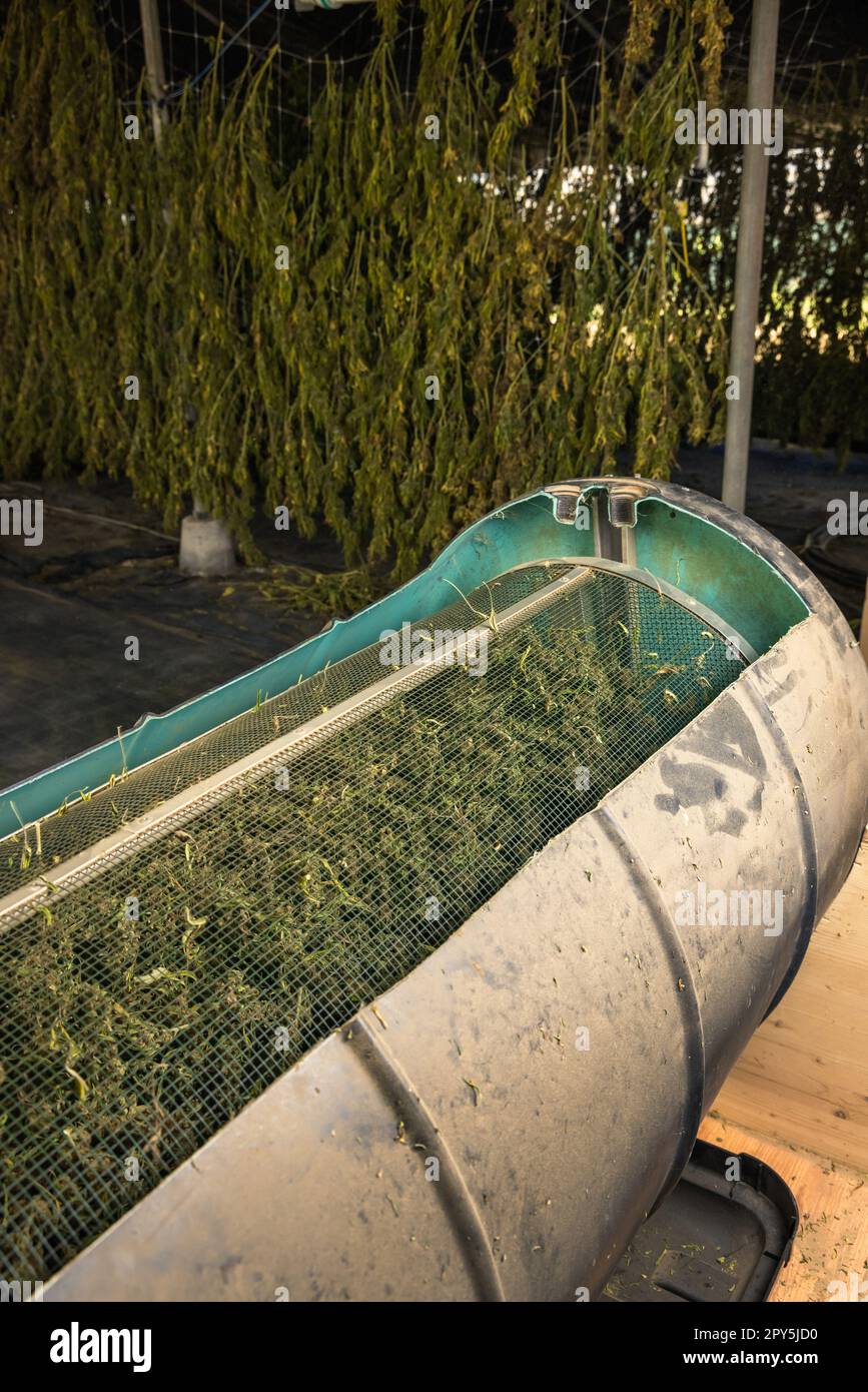 Marijuana buds in an electric trimmer machine in a barn. Organic ...
