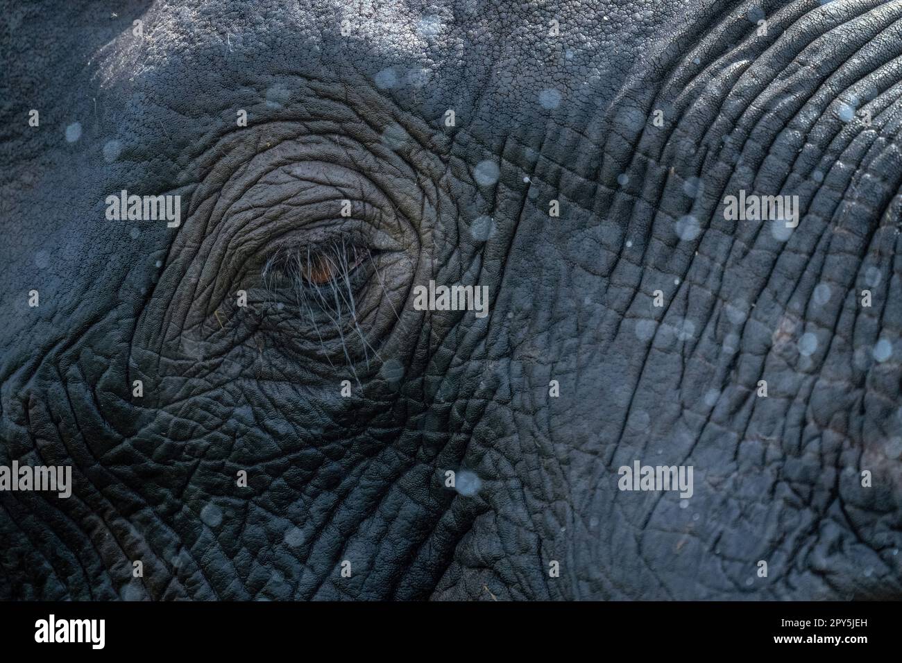 Close-up of African elephant eye in spray Stock Photo - Alamy