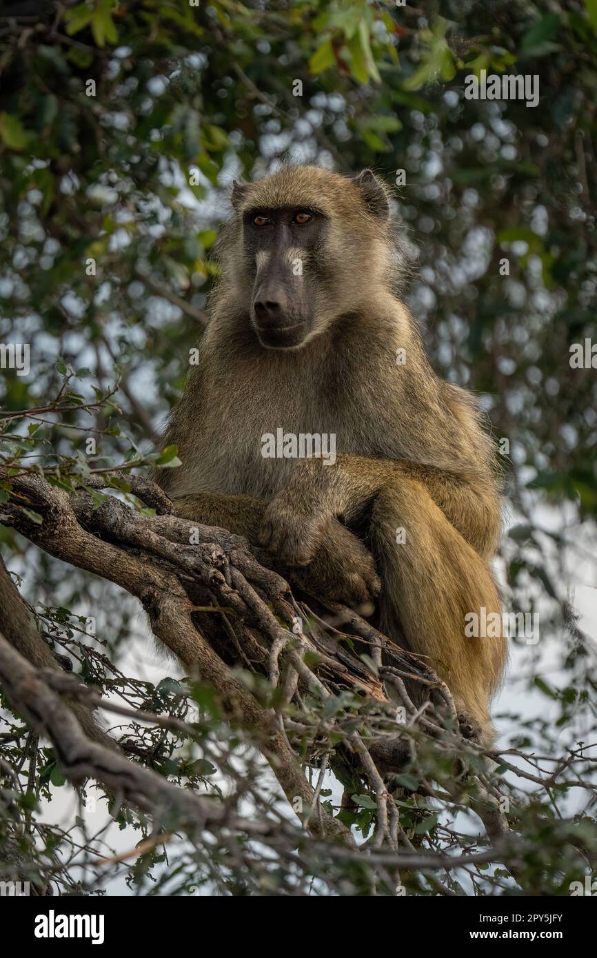 Baboon tree hi-res stock photography and images - Alamy