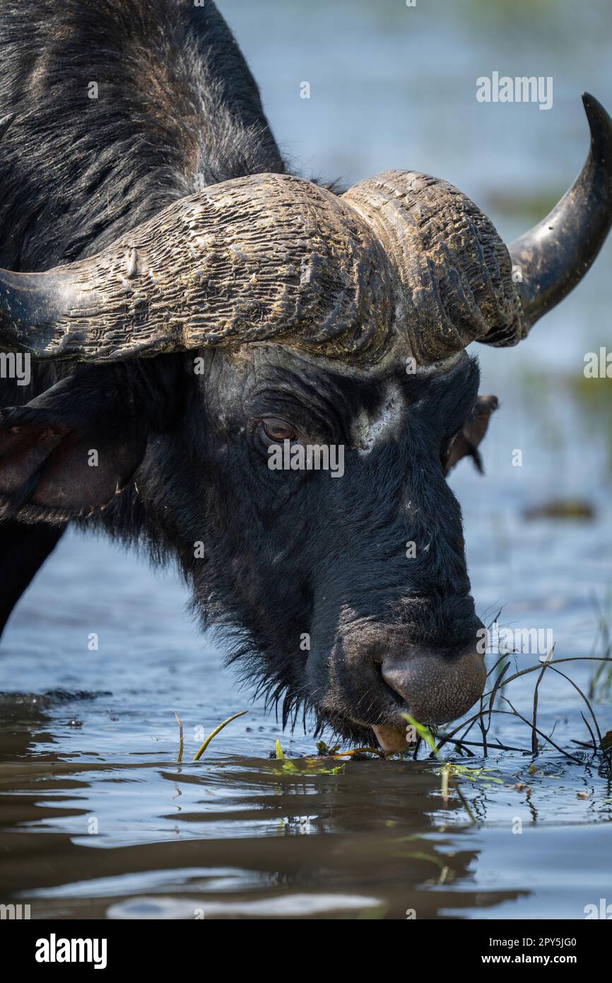 Close-up of Cape buffalo standing drinking water Stock Photo - Alamy