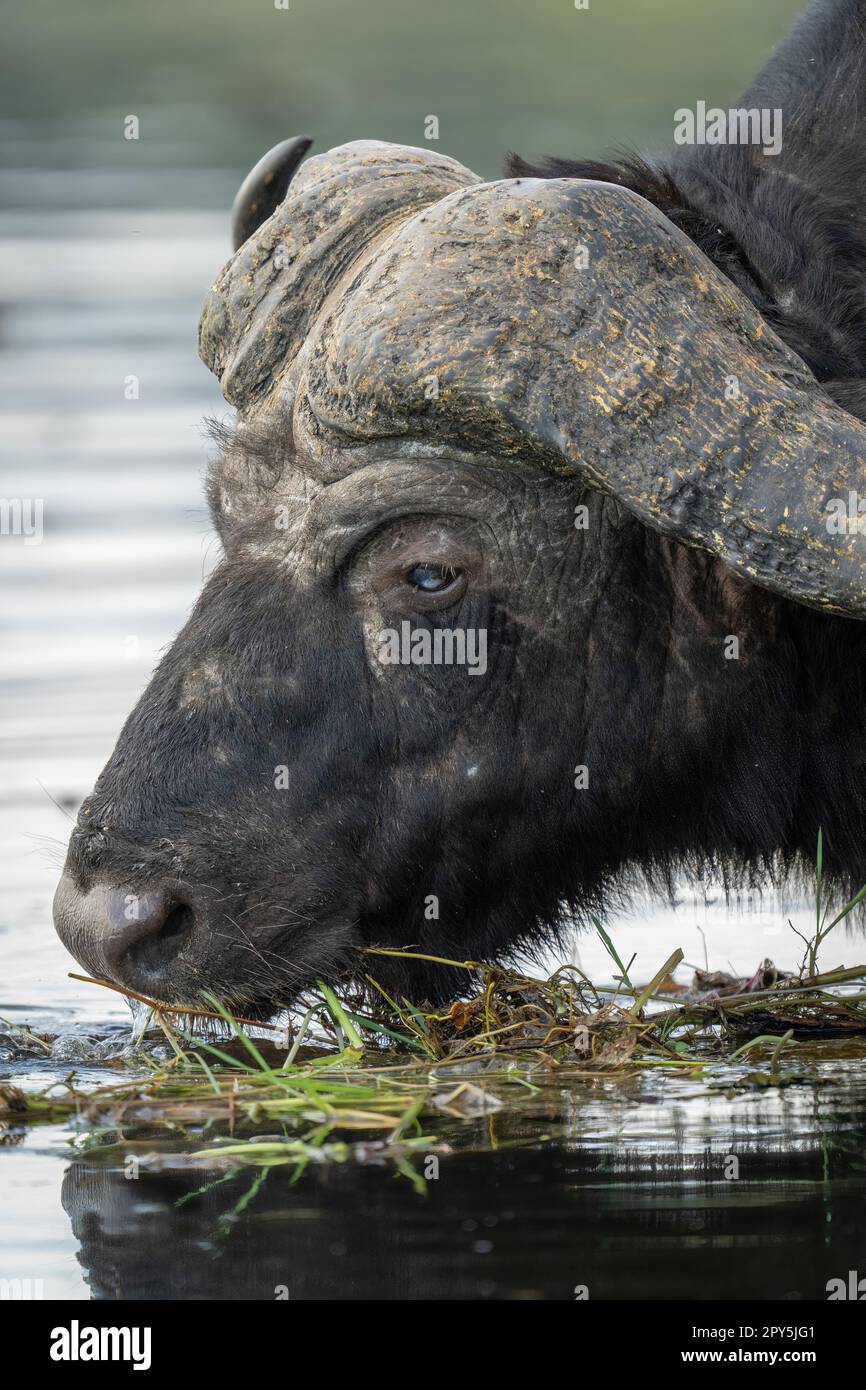 African buffalo at river hi-res stock photography and images - Alamy
