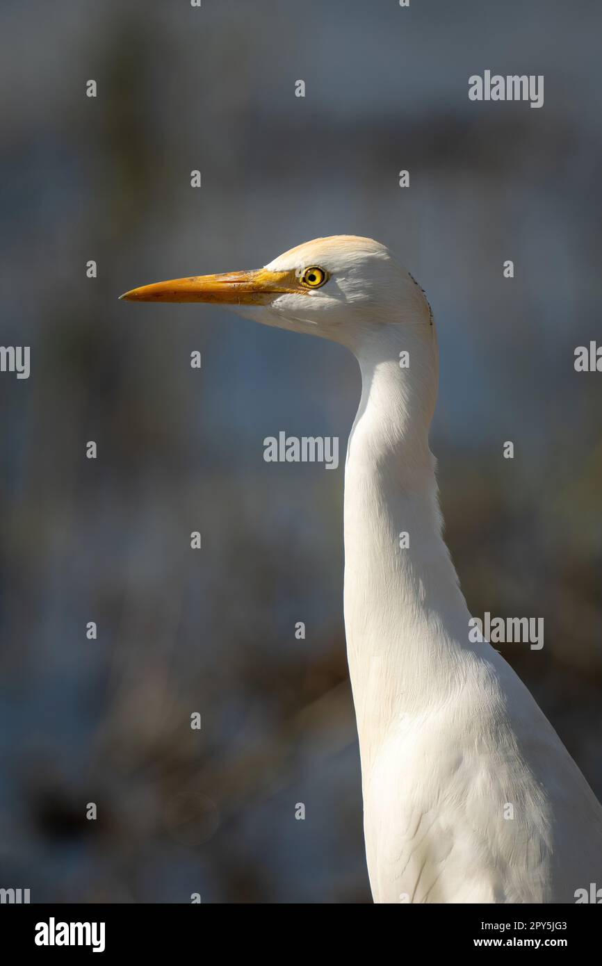 Close-up of cattle egret head and neck Stock Photo - Alamy