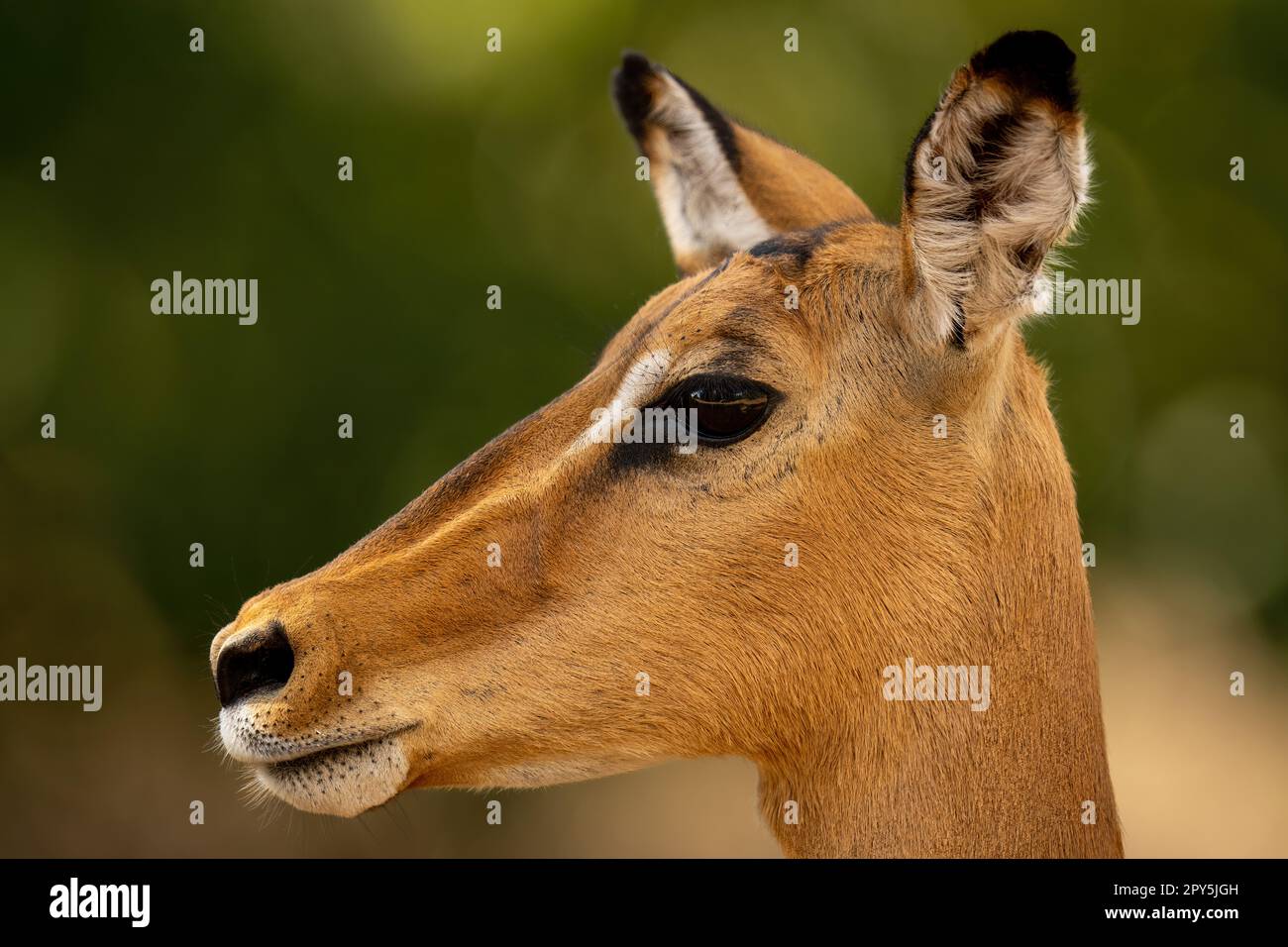 Profile of impala hi-res stock photography and images - Alamy