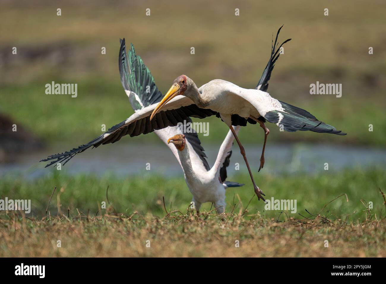 Yellow-billed stork on riverbank chases another away Stock Photo - Alamy