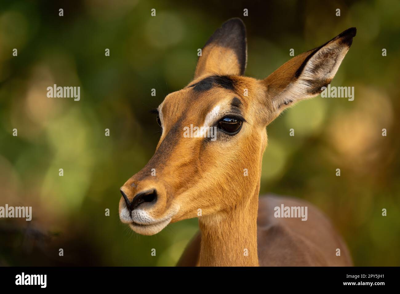 Female impala with horns hi-res stock photography and images - Alamy