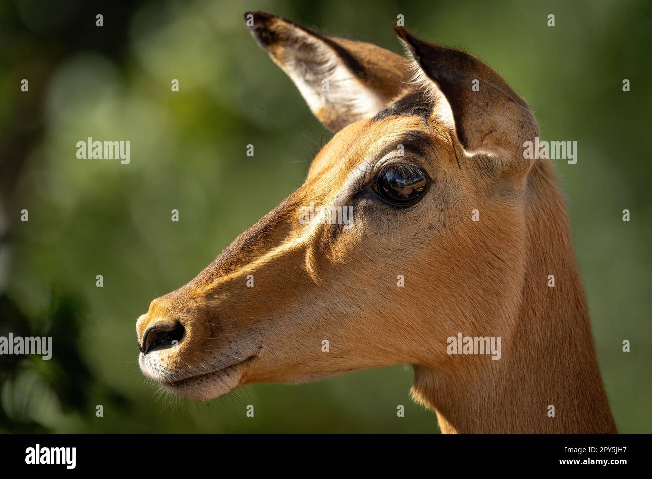 Female impala with horns hi-res stock photography and images - Alamy